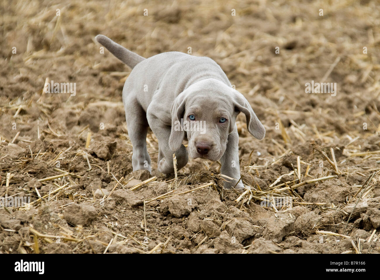 Weimaraner puppy - walking on field Stock Photo - Alamy