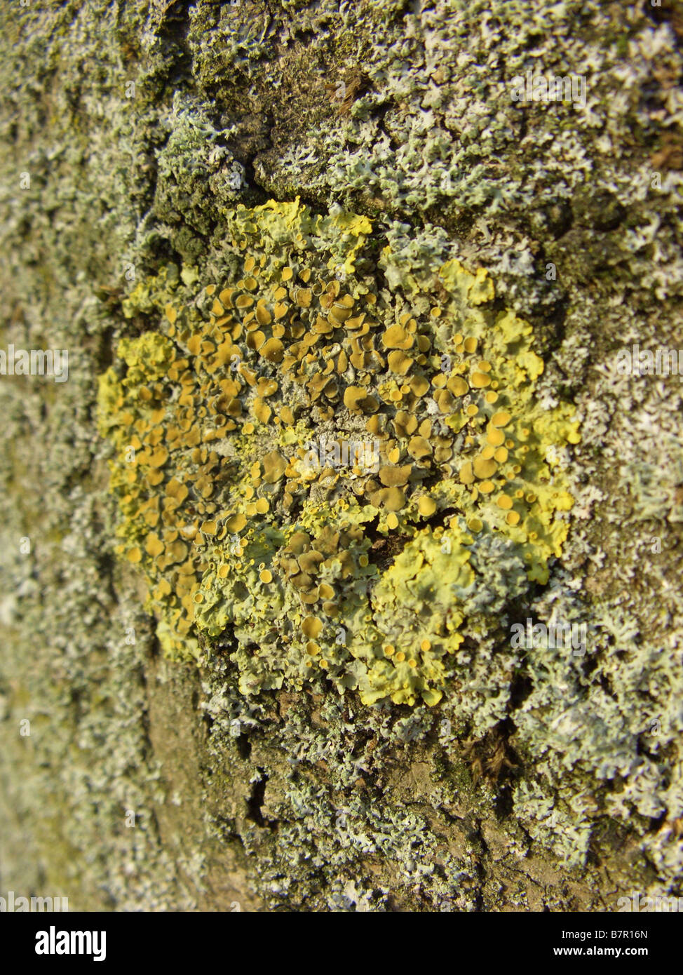 common orange lichen, yellow scale, maritime sunburst lichen (Xanthoria ...