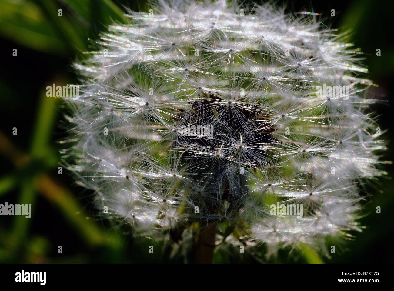 Dandelion sphere hi-res stock photography and images - Alamy