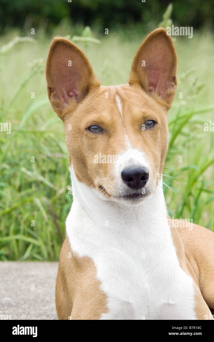 Basenji - lying on wall Stock Photo - Alamy
