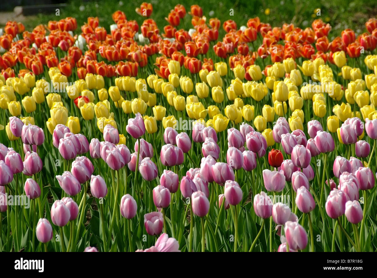 tulips in the garden Stock Photo - Alamy