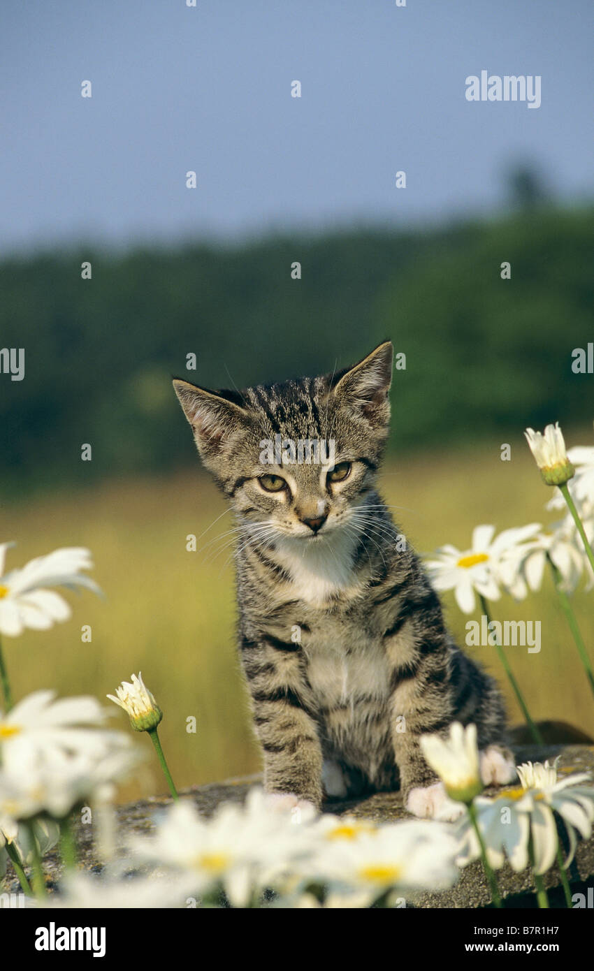 tabby cat - sitting between flowers Stock Photo - Alamy