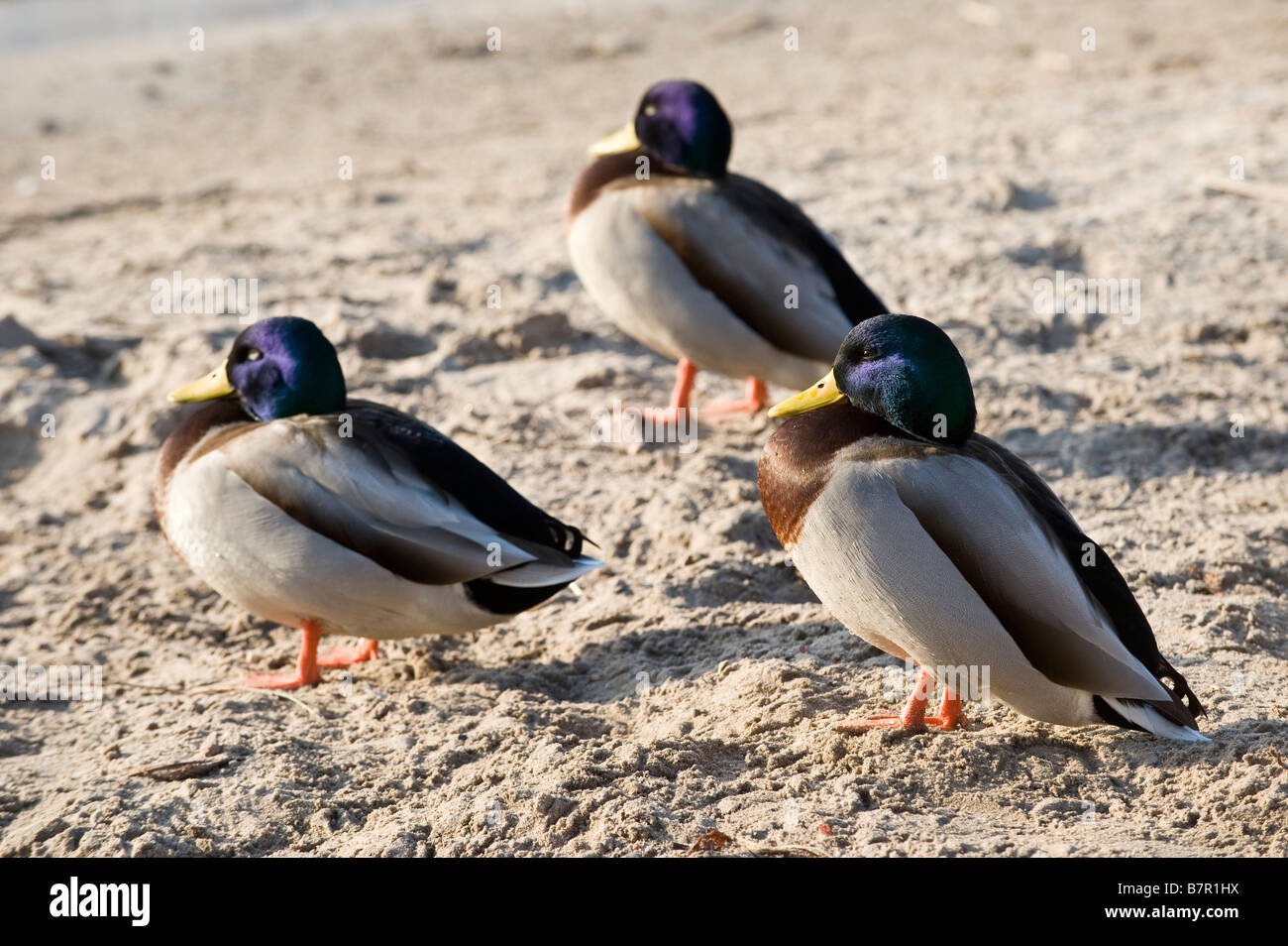 Ducks sitting on the banks of a river in the sunshine Stock Photo - Alamy