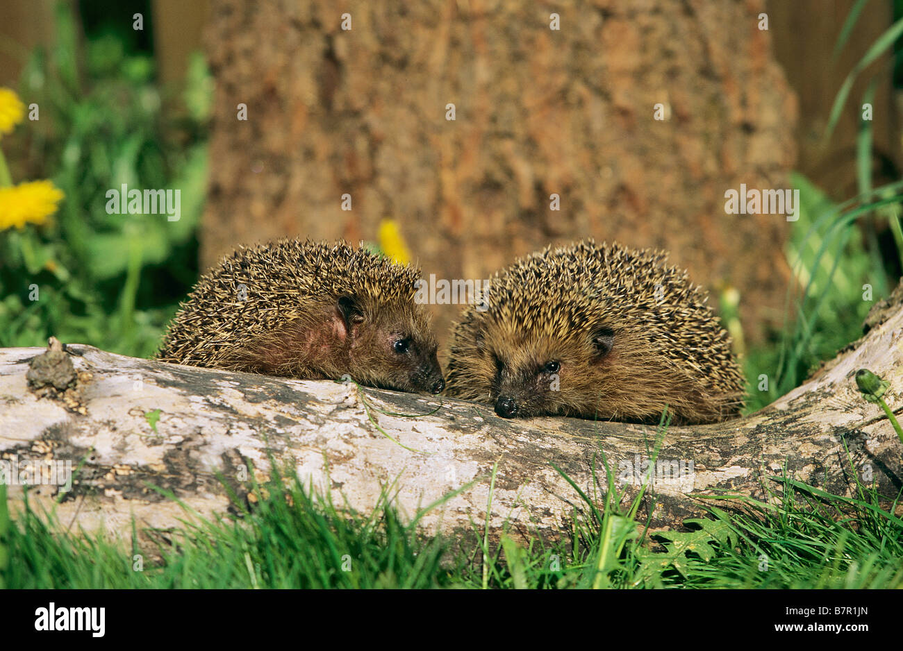 two hedgehogs on tree trunk Stock Photo - Alamy