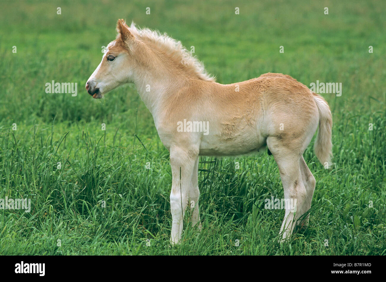Haflinger horse - foal on meadow Stock Photo - Alamy