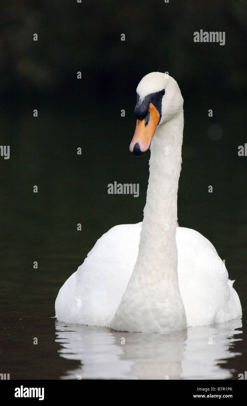 Parrot thinking hi-res stock photography and images - Alamy