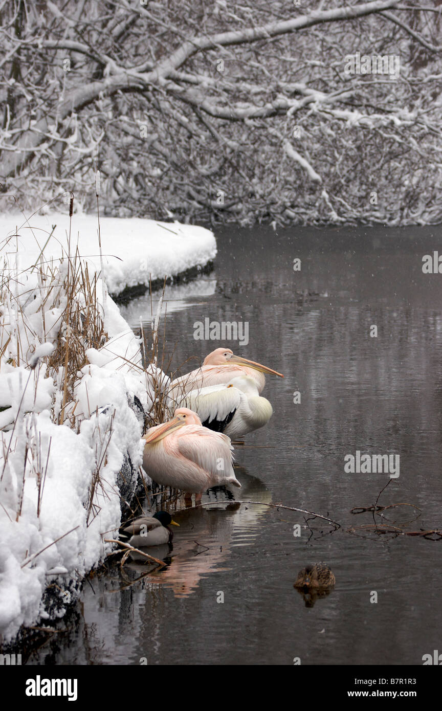 Mallards in lake winter hi-res stock photography and images - Alamy