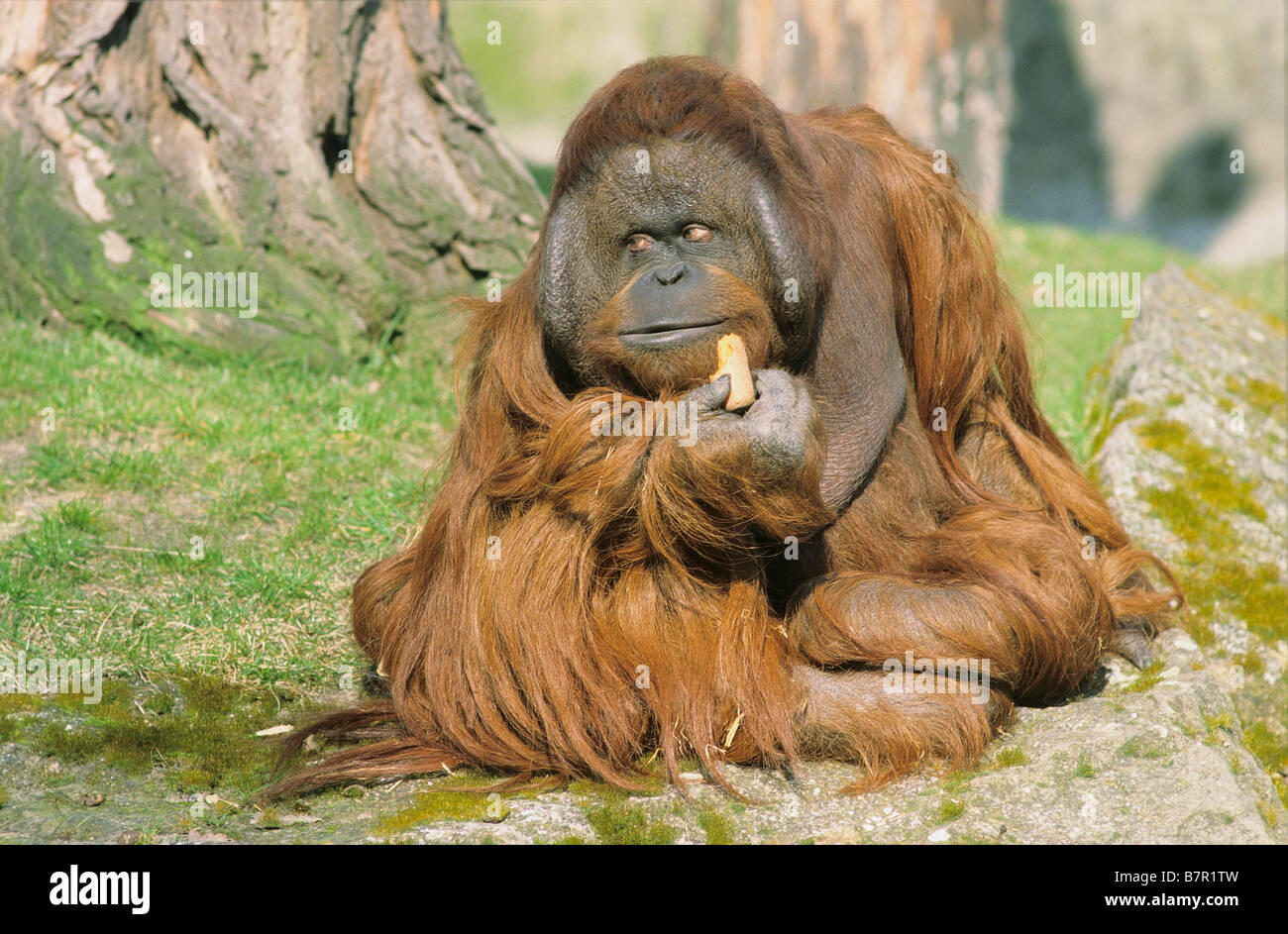 orangutan - sitting Stock Photo - Alamy