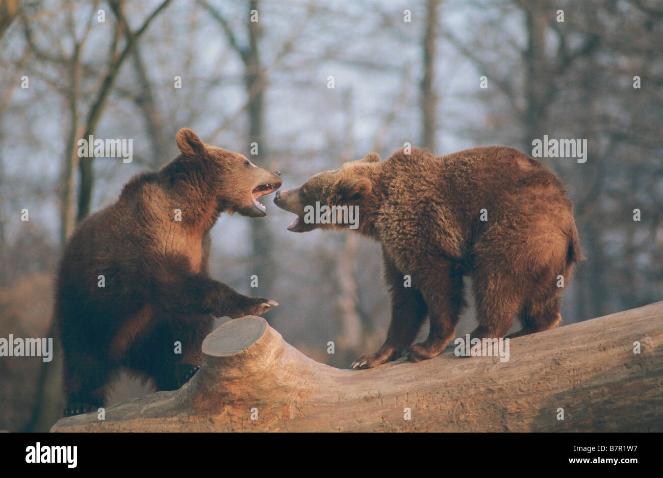 two young brown bears Stock Photo - Alamy
