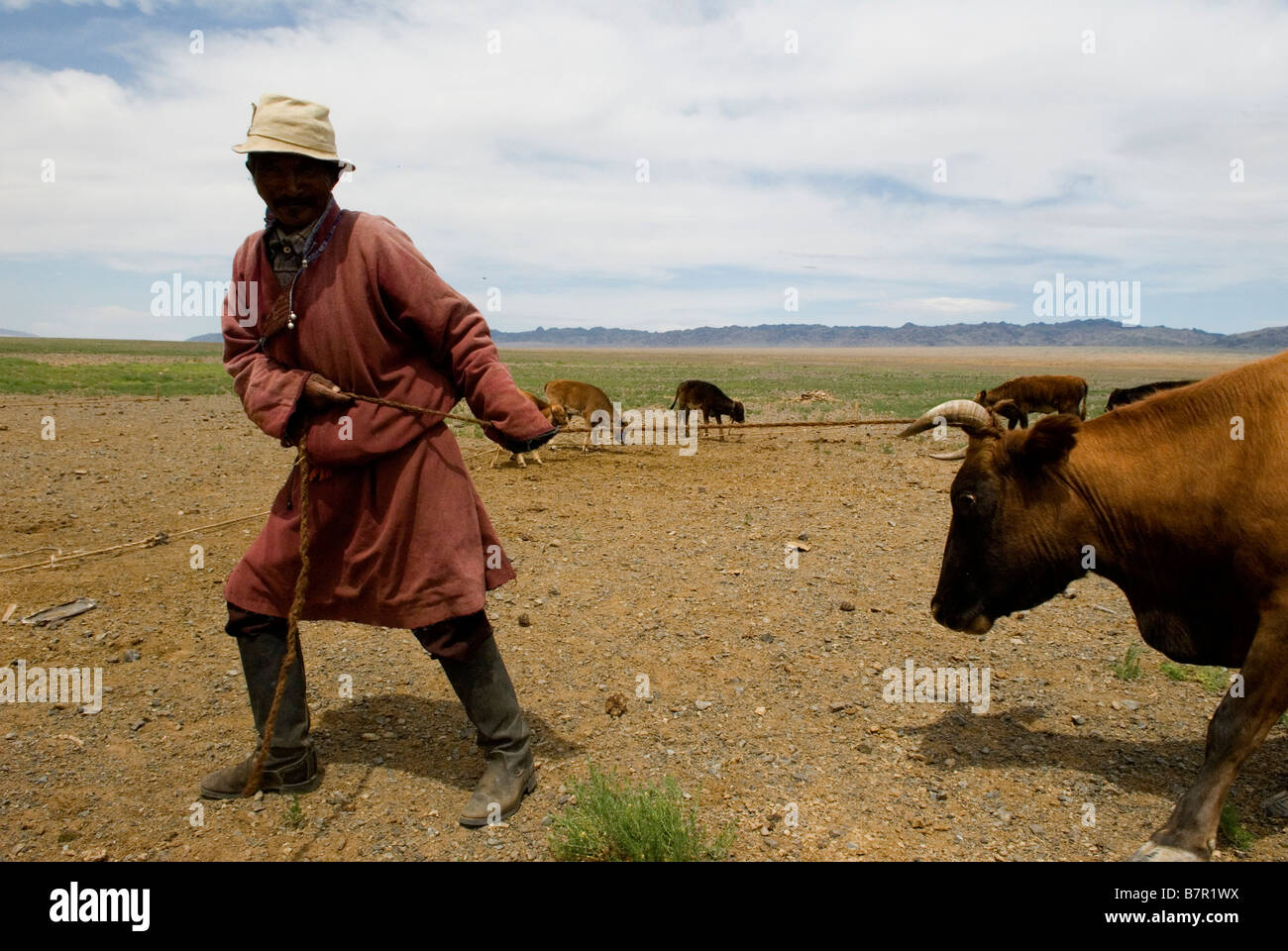 Nomad in Gobi Desert Mongolia Stock Photo - Alamy