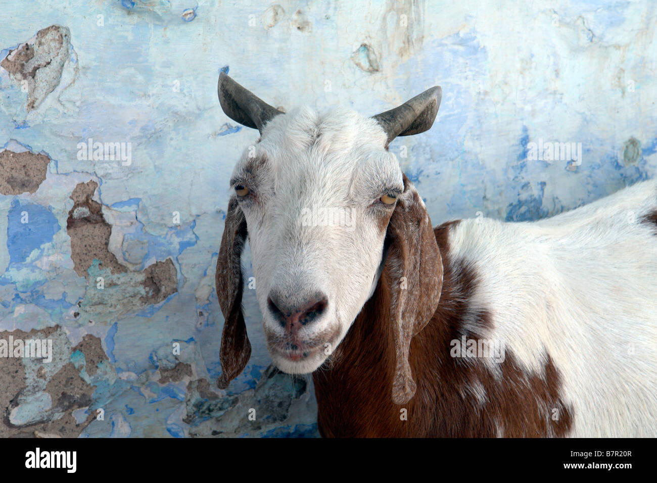 Old goat hi-res stock photography and images - Alamy