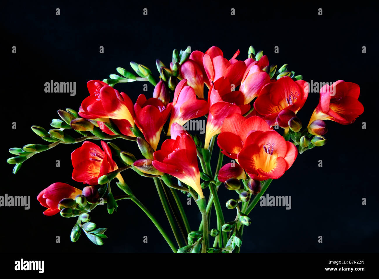 Freesias hi-res stock photography and images - Alamy