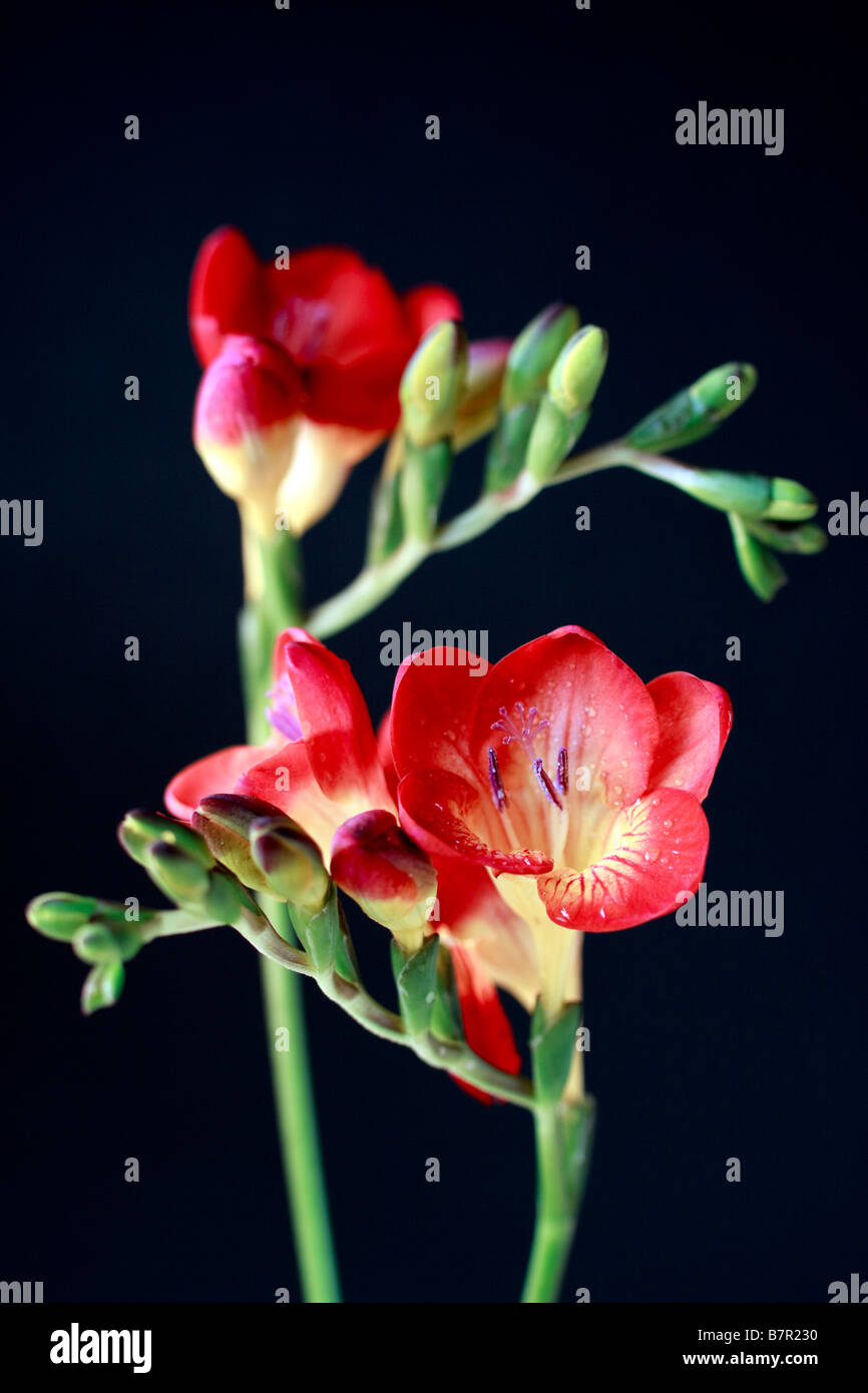 Red colour freesias hi-res stock photography and images - Alamy