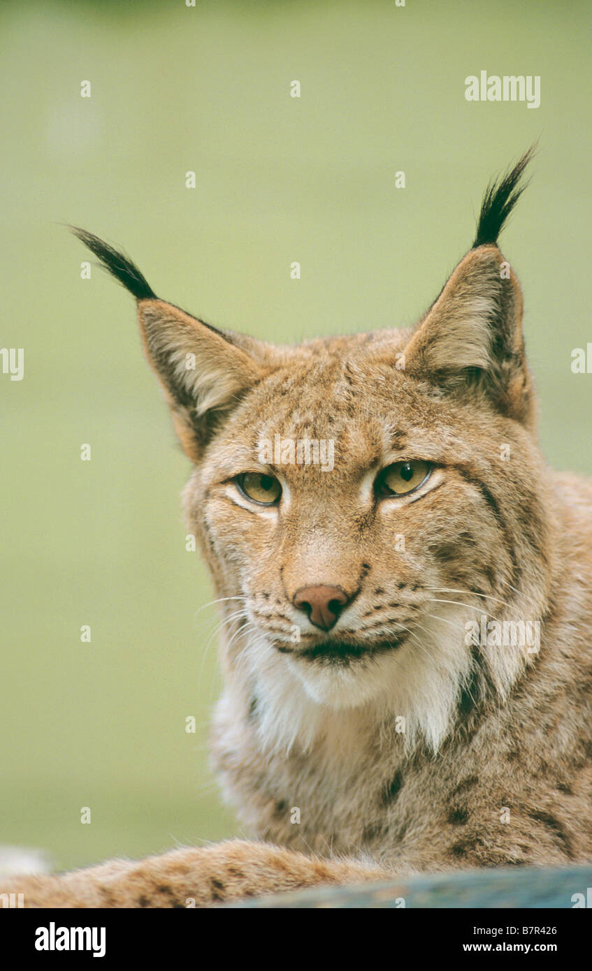 Eurasian lynx - portrait Stock Photo - Alamy