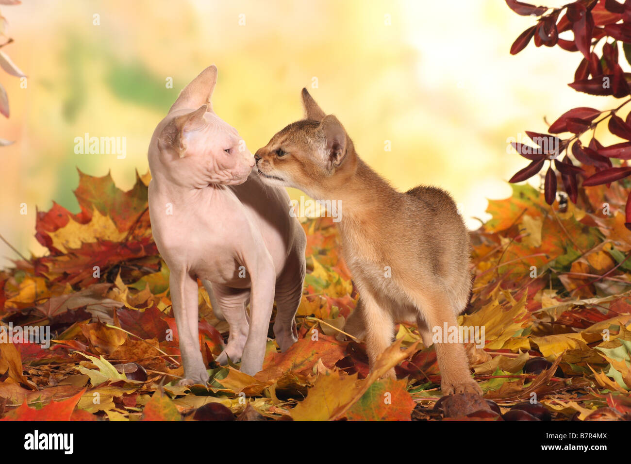 young Abyssinian cat - smooching with Sphynx cat Stock Photo - Alamy
