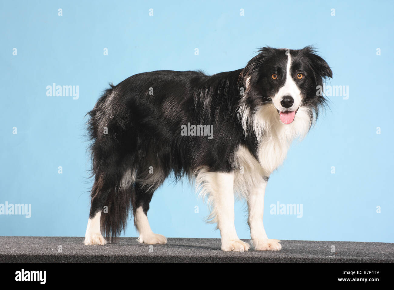 Border Collie dog - standing - cut out Stock Photo - Alamy