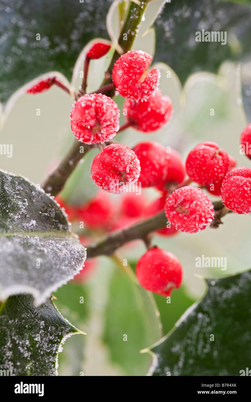 Frozen Holly leaves and berries covered in frost Stock Photo - Alamy