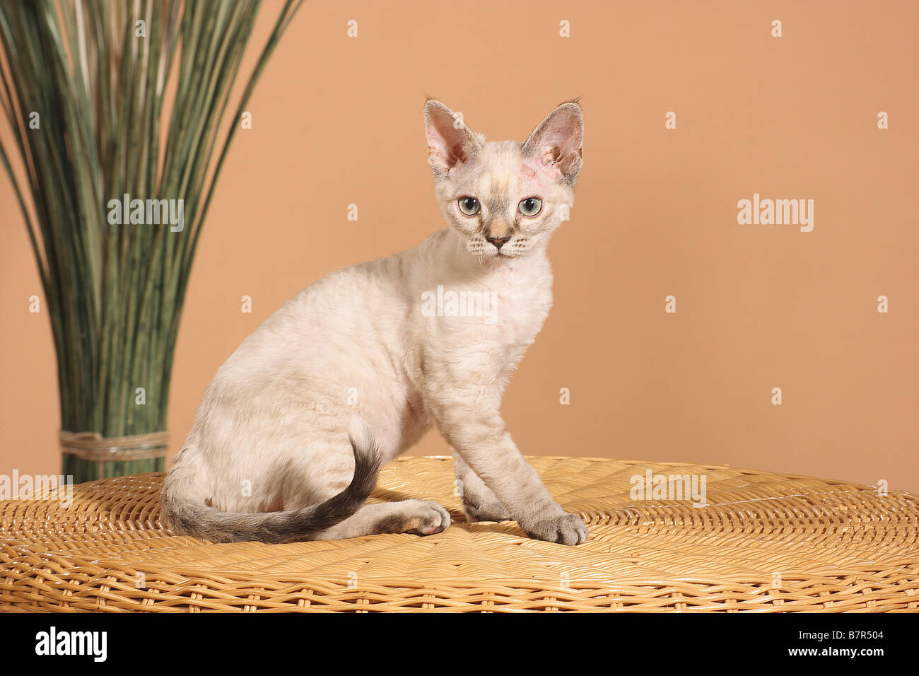 Devon Rex cat - sitting on basket Stock Photo - Alamy