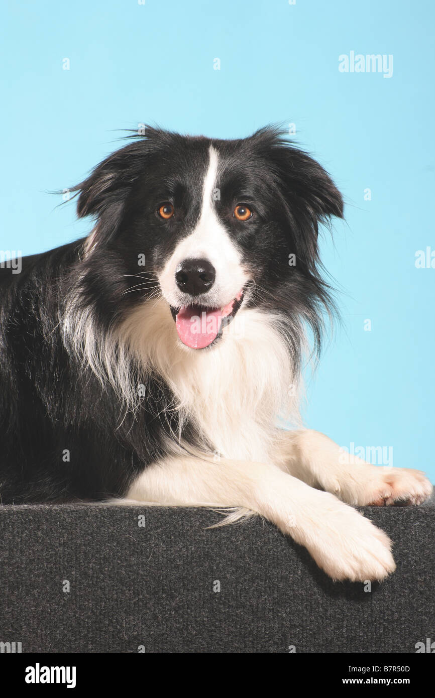 Border Collie dog - lying - cut out Stock Photo - Alamy