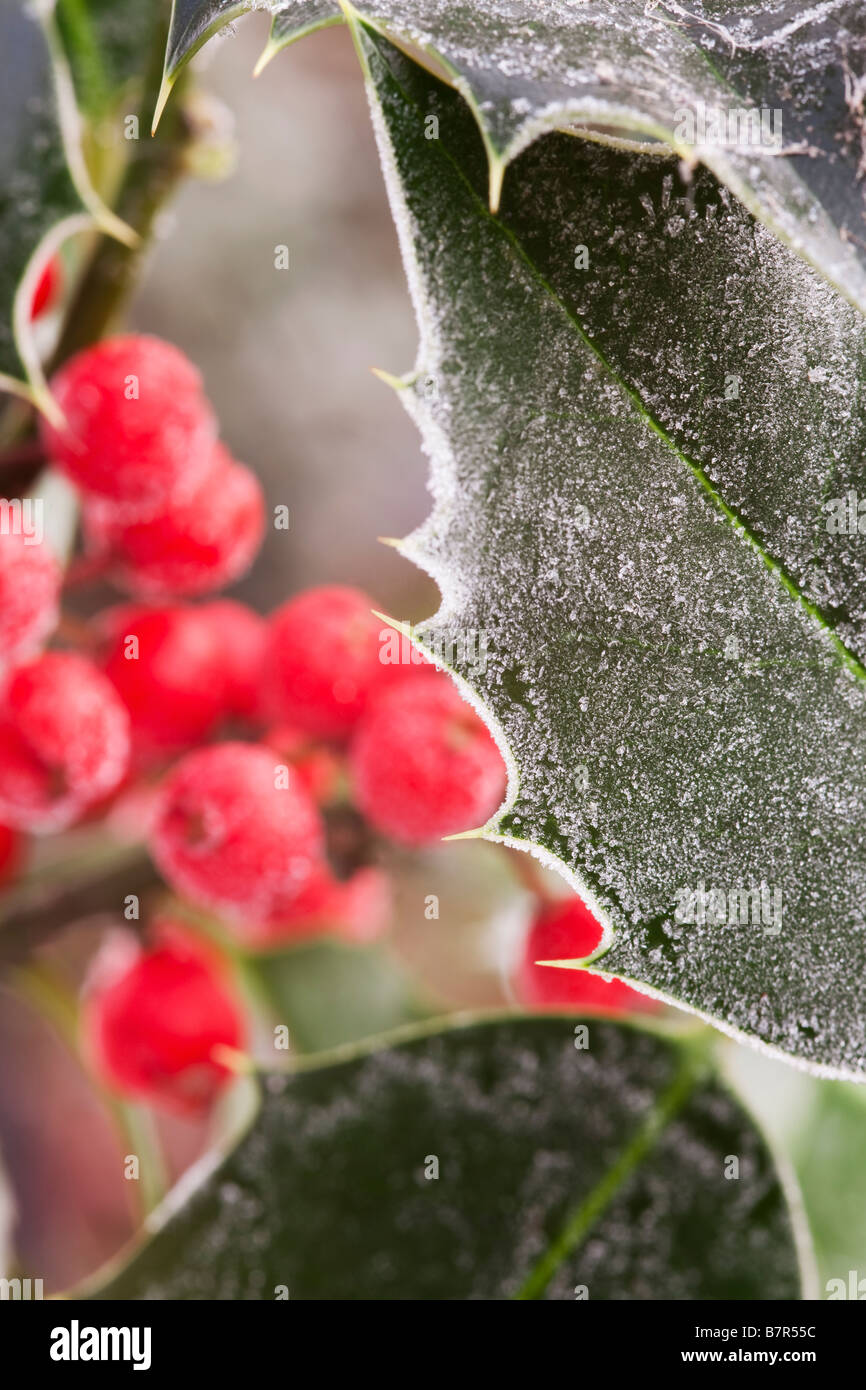 Frozen Holly leaves and berries covered in frost Stock Photo - Alamy