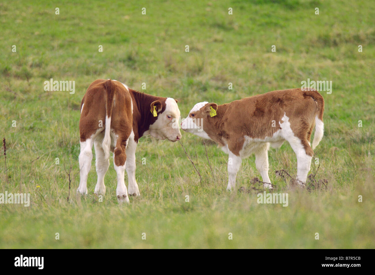 two calves on meadow Stock Photo - Alamy
