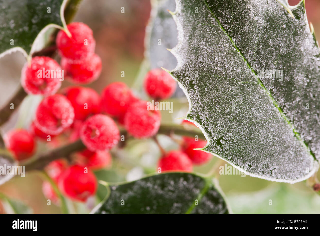 Frozen holly tree hi-res stock photography and images - Alamy
