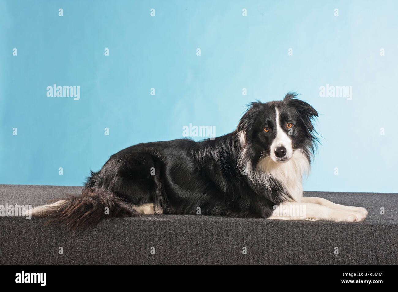 Border Collie dog - lying - cut out Stock Photo - Alamy