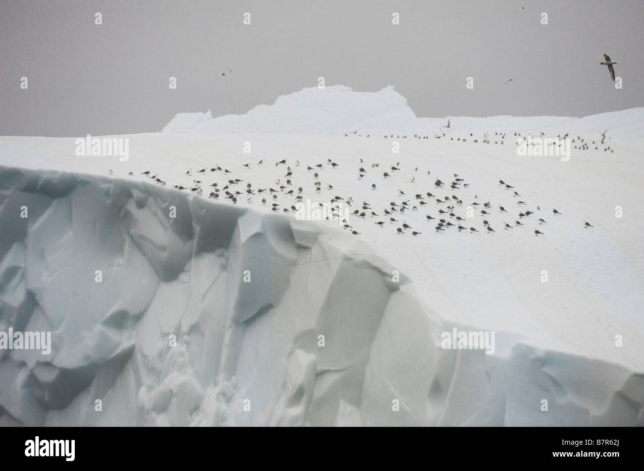 Ice in the Denmark Strait between Greenland and Iceland in the North ...