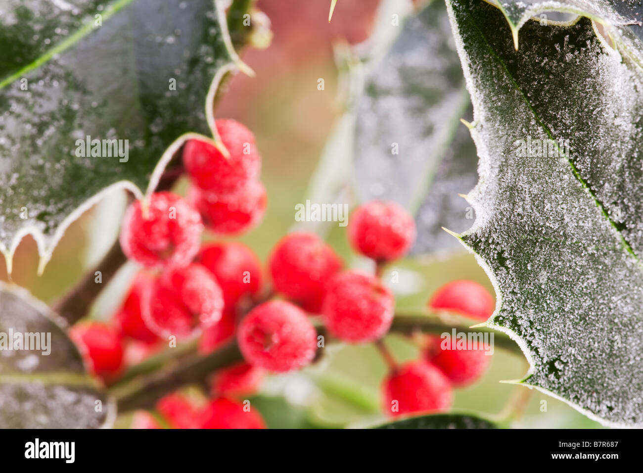 Frozen holly tree hi-res stock photography and images - Alamy