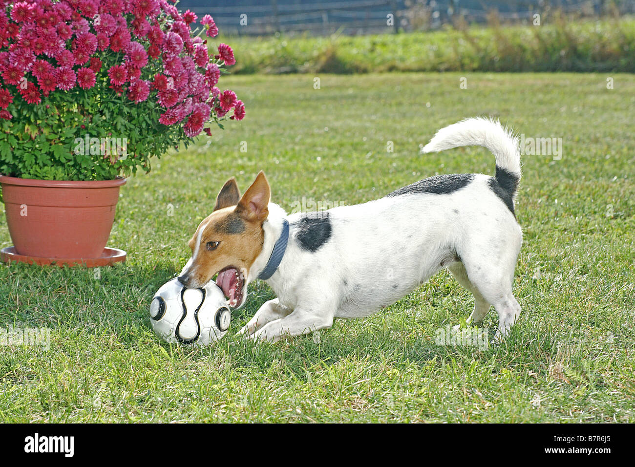 Jack Russell Terrier dog - playing with ball Stock Photo - Alamy