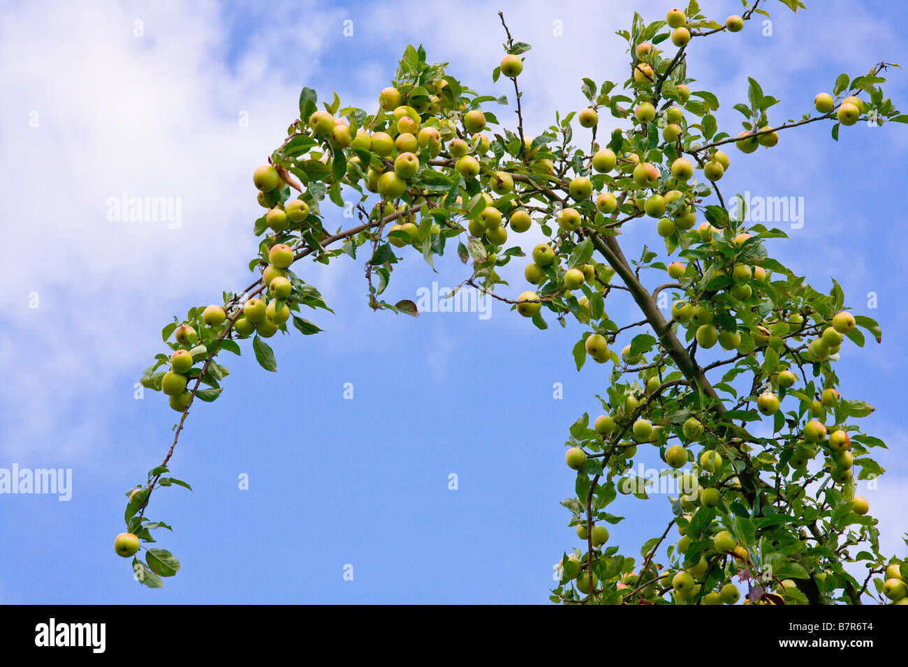 Apple tree against a blue sky Stock Photo - Alamy