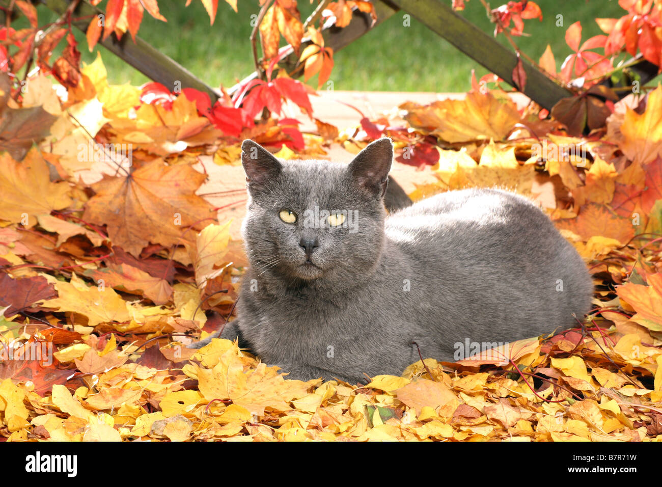 grey cat - lying in autumn foliage Stock Photo - Alamy