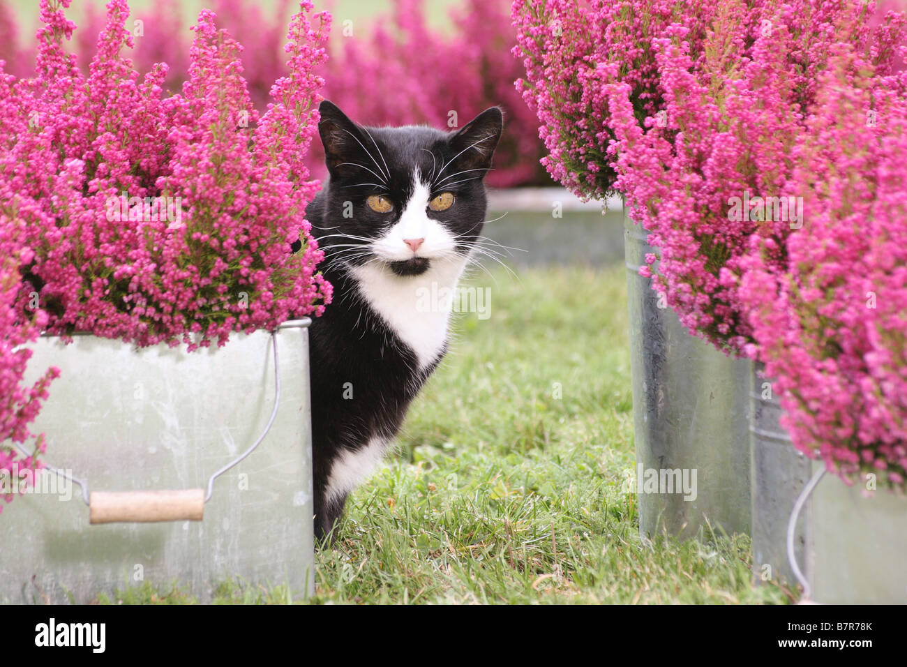 Domestic cat between erica Stock Photo - Alamy