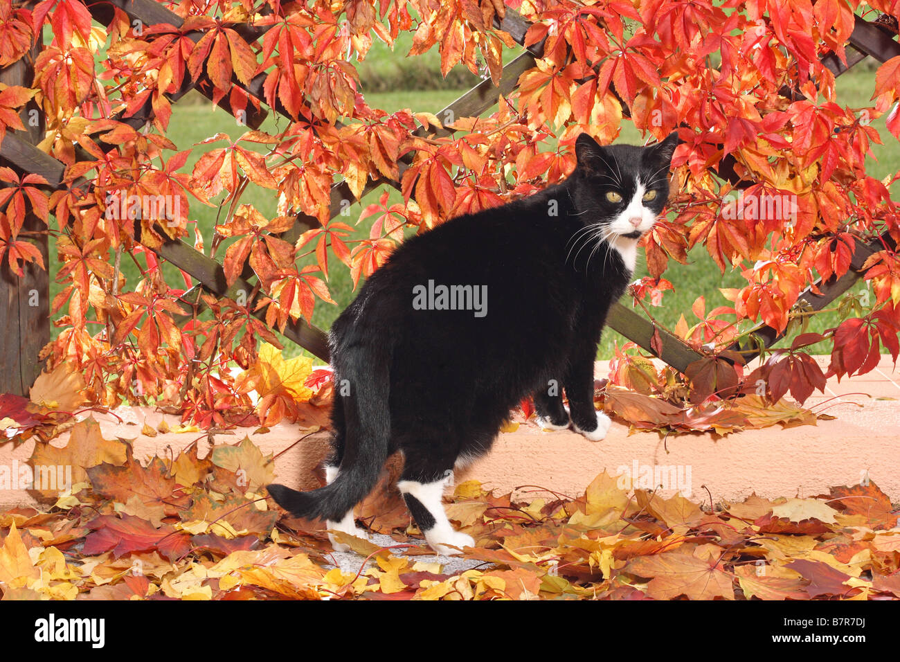 domestic cat in autumn foliage Stock Photo - Alamy