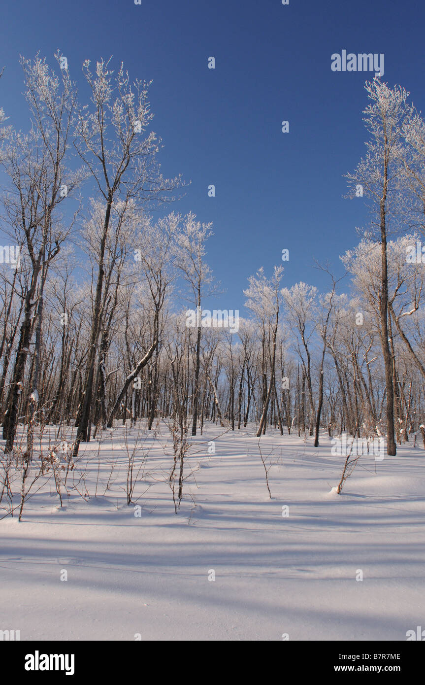 Trees covered in frost in the sub zero frozen temperatures of Canadian ...
