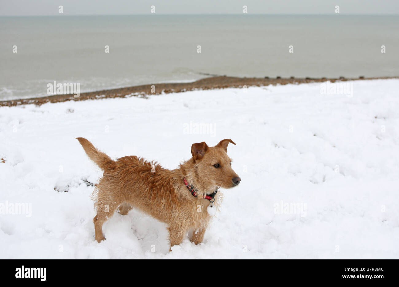 Brighton ginger dog hi-res stock photography and images - Alamy