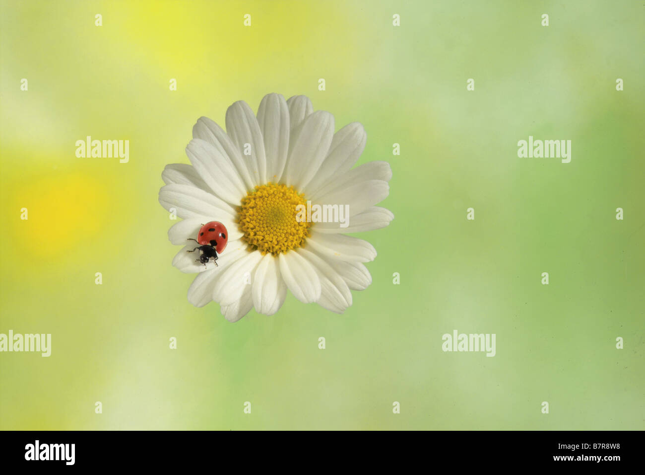 ladybird on daisy Stock Photo - Alamy