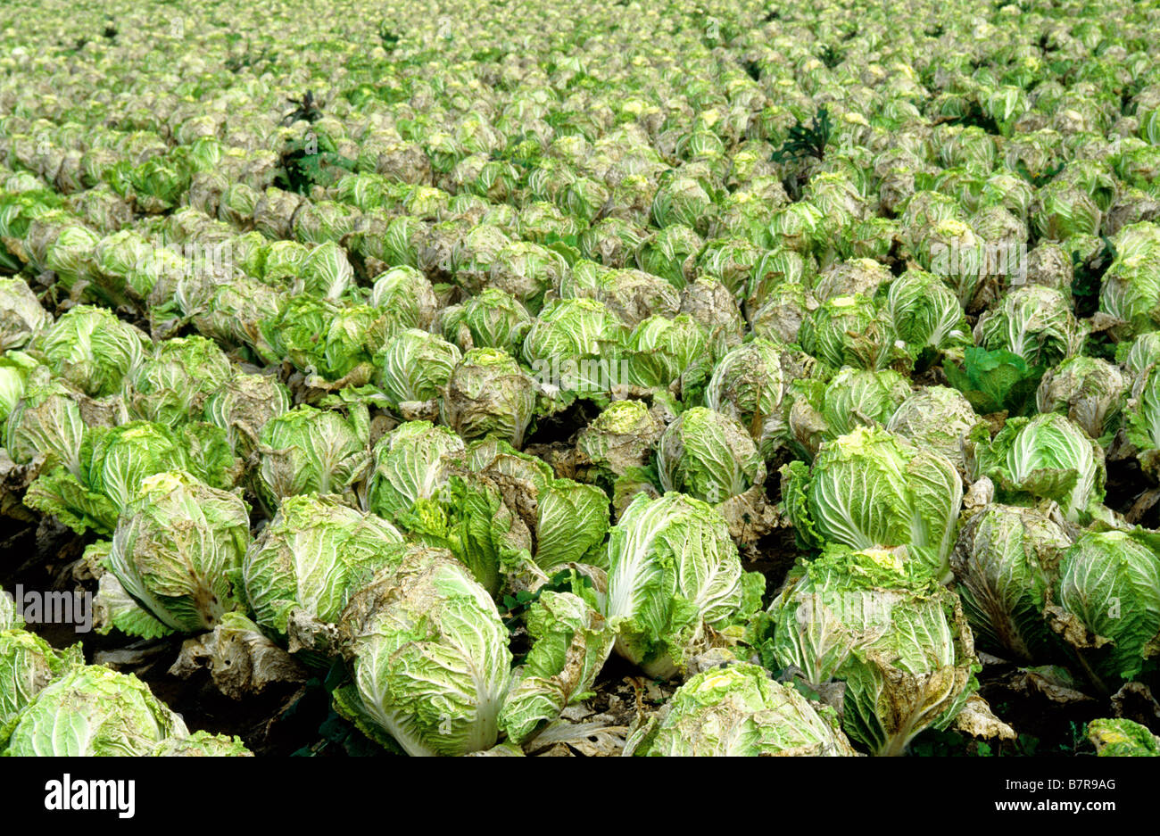 Napa cabbage field hi-res stock photography and images - Alamy