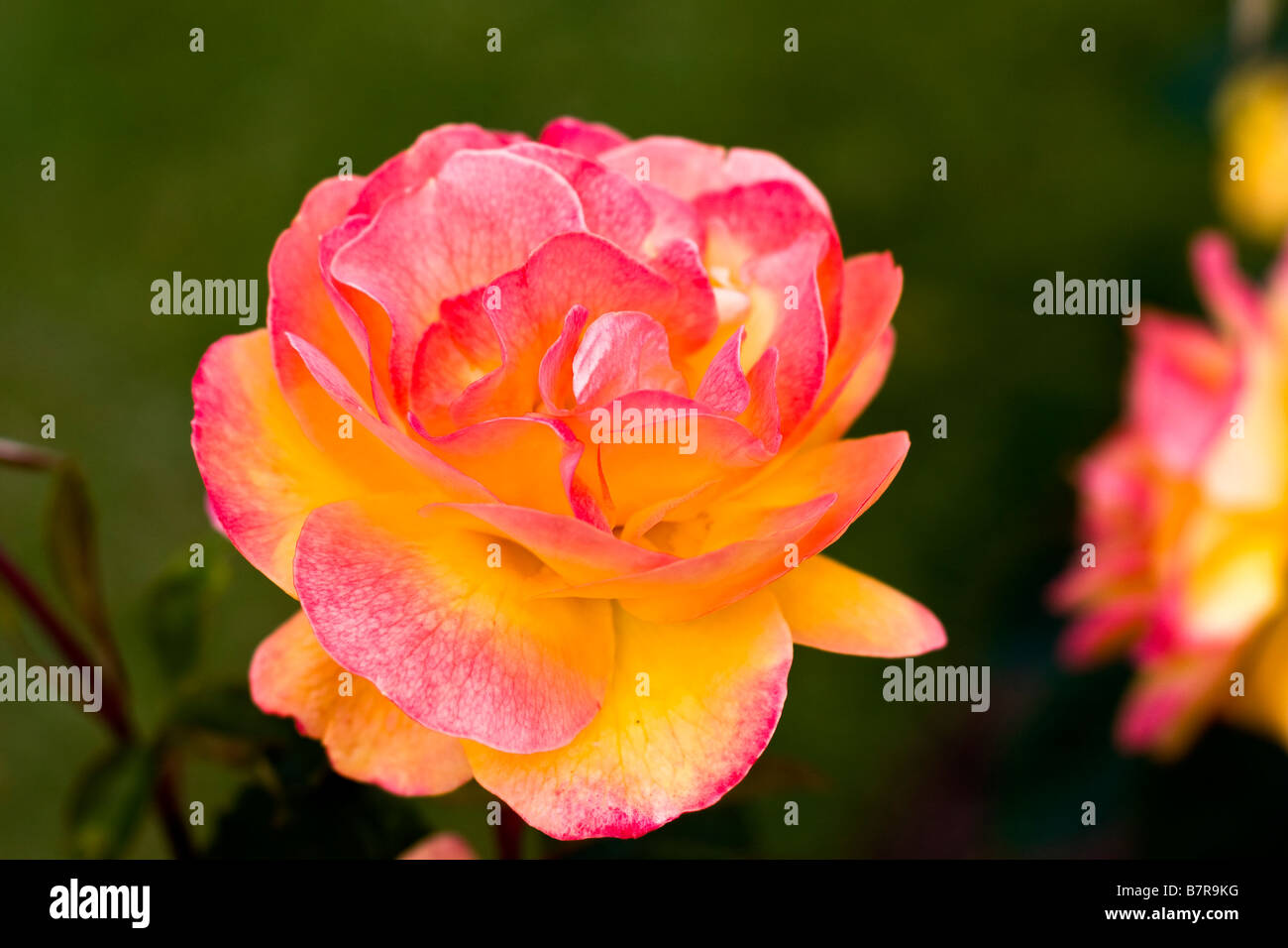 Rose from Portland Rose Garden Stock Photo - Alamy