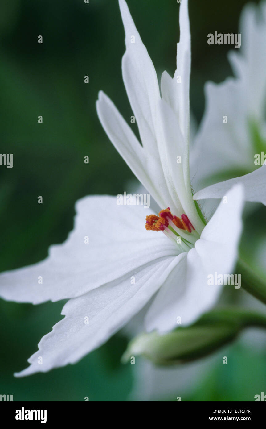Pelargoniums Arctic Star High Resolution Stock Photography and Images ...