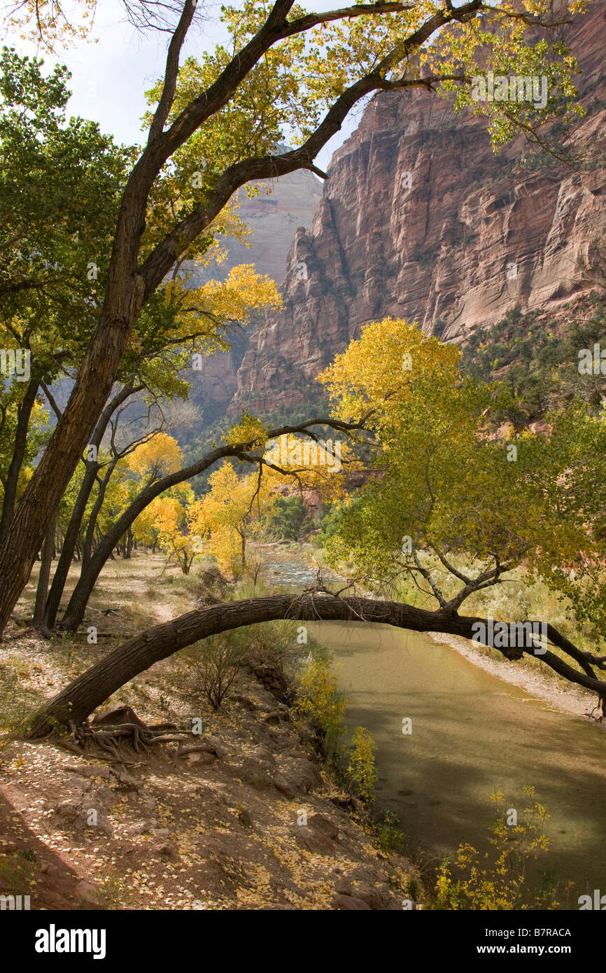 Virgin river flows through zion canyon hi-res stock photography and ...