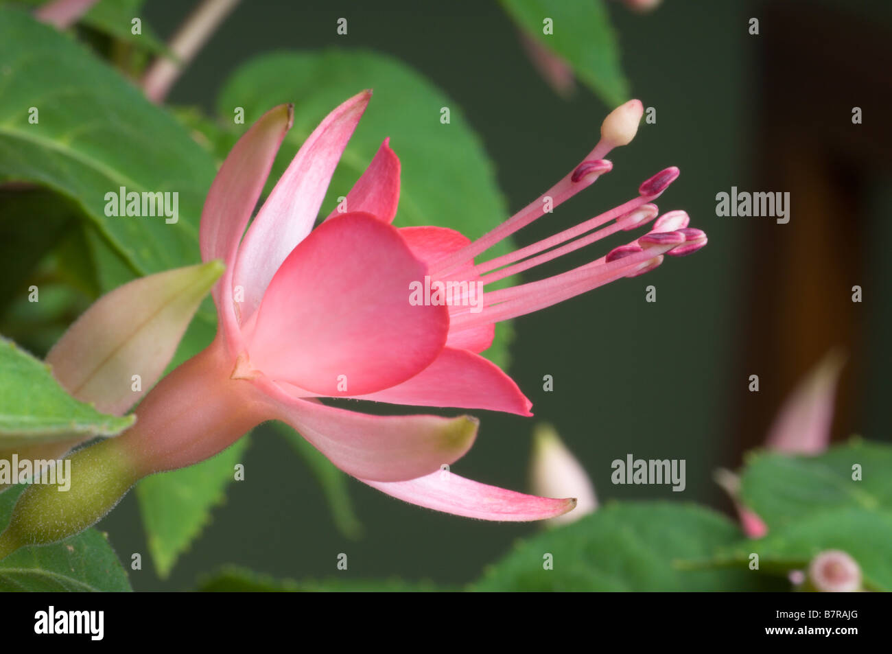Close-up of a fuchsia flower Stock Photo - Alamy