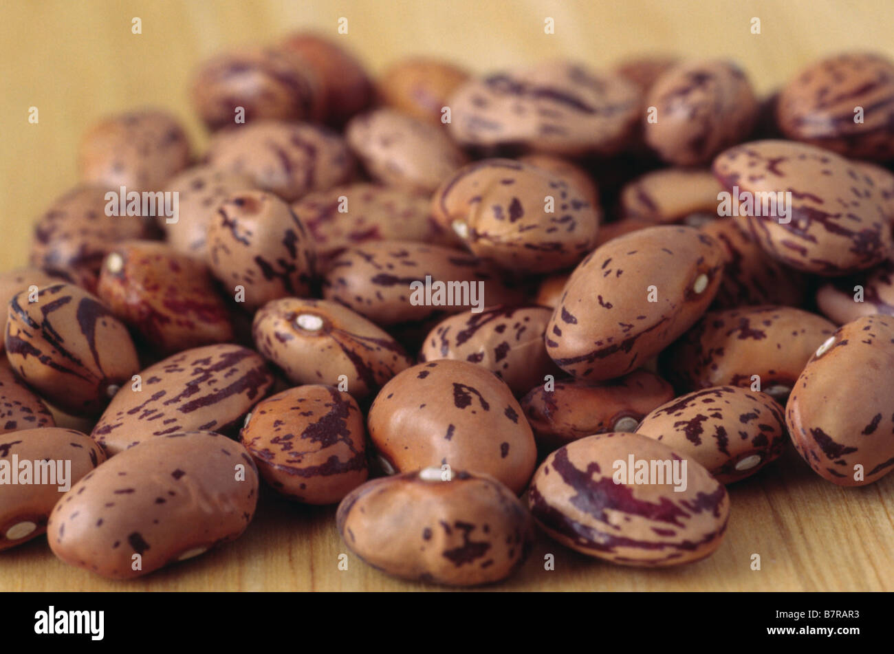 Phaseolus vulgaris 'Borlotto Lingua Di Fuoco' (Climbing french bean ...