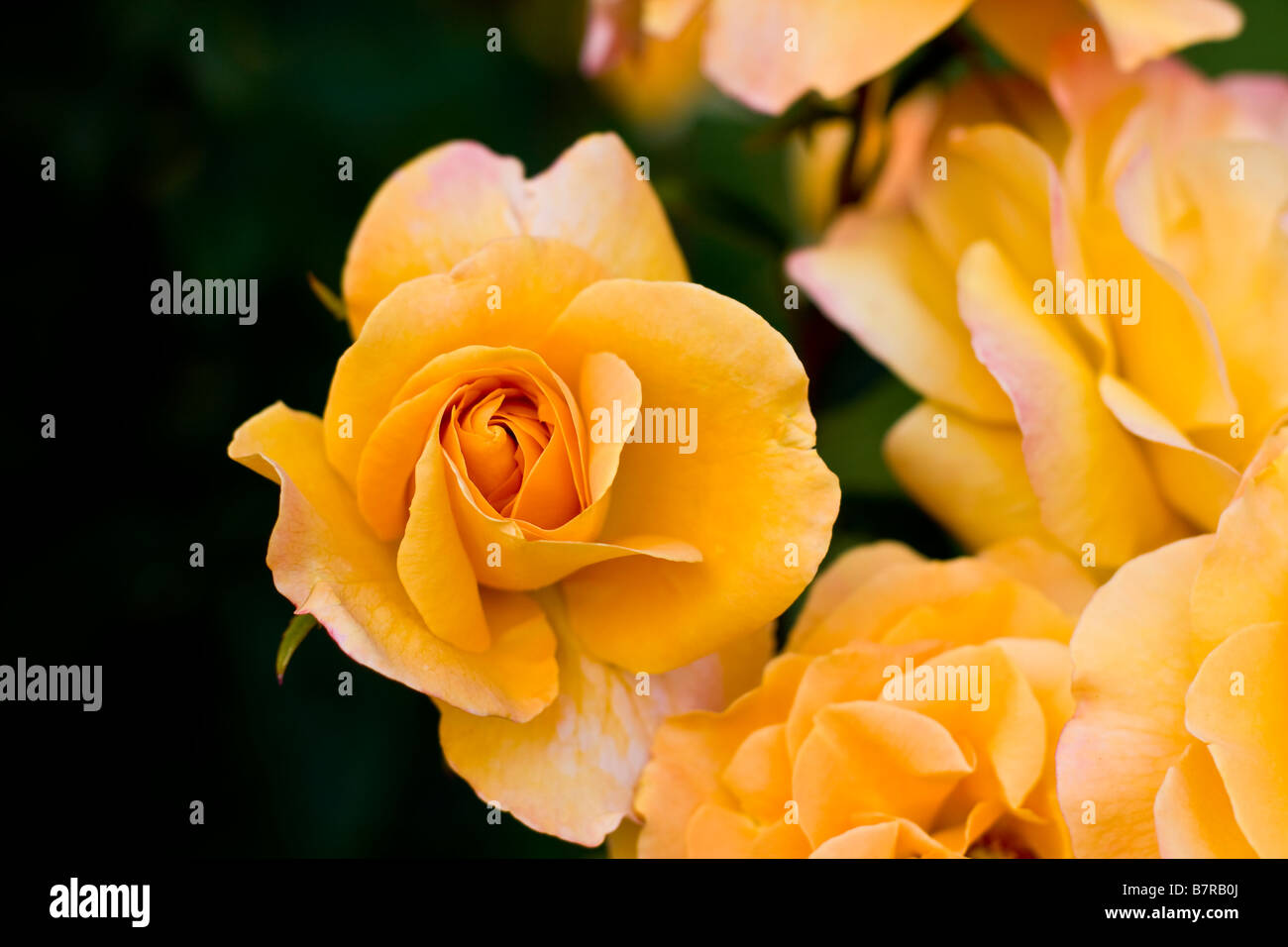 Roses from Portland Rose Garden Stock Photo - Alamy