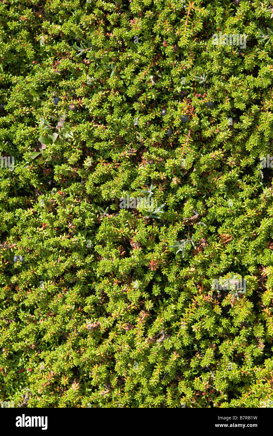 Crowberry hi-res stock photography and images - Alamy