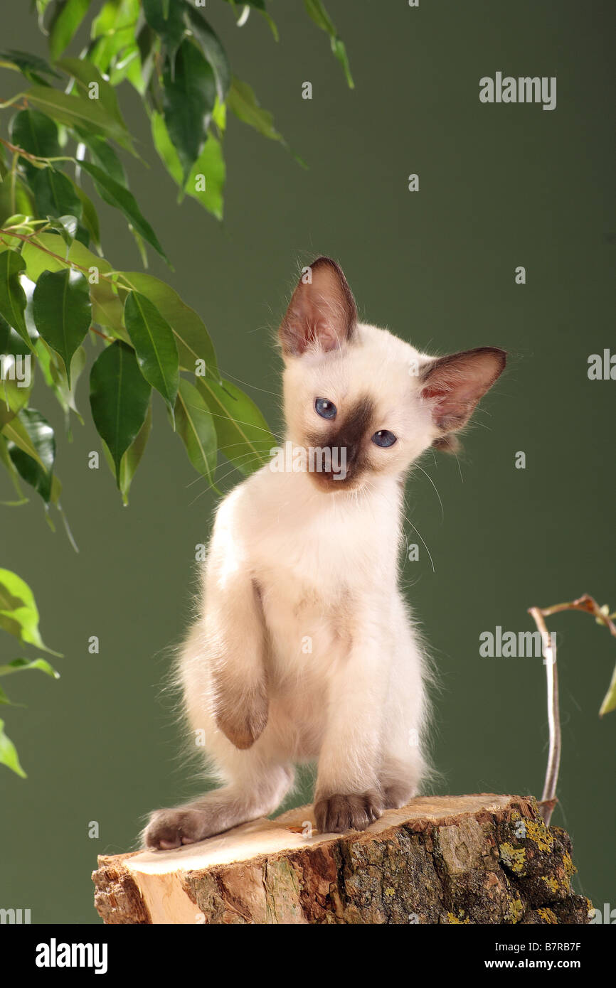 Siamese cat - kitten sitting on tree stump Stock Photo - Alamy