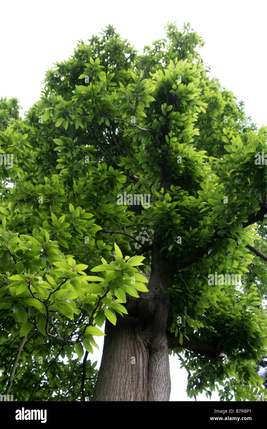 Sweet Chestnut Tree, Castanea sativa, Fagaceae. UK Stock Photo - Alamy