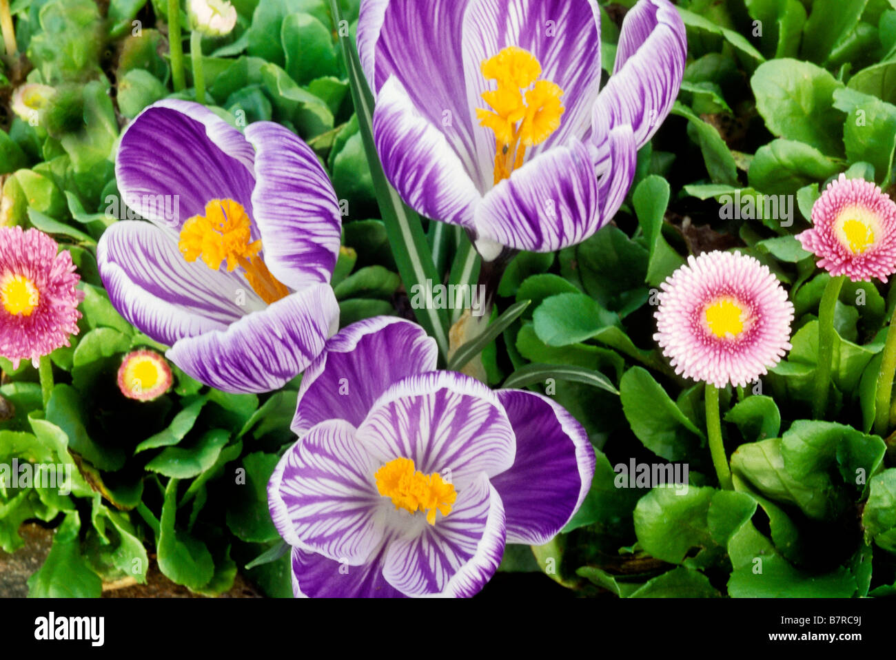 Vernun hi-res stock photography and images - Alamy
