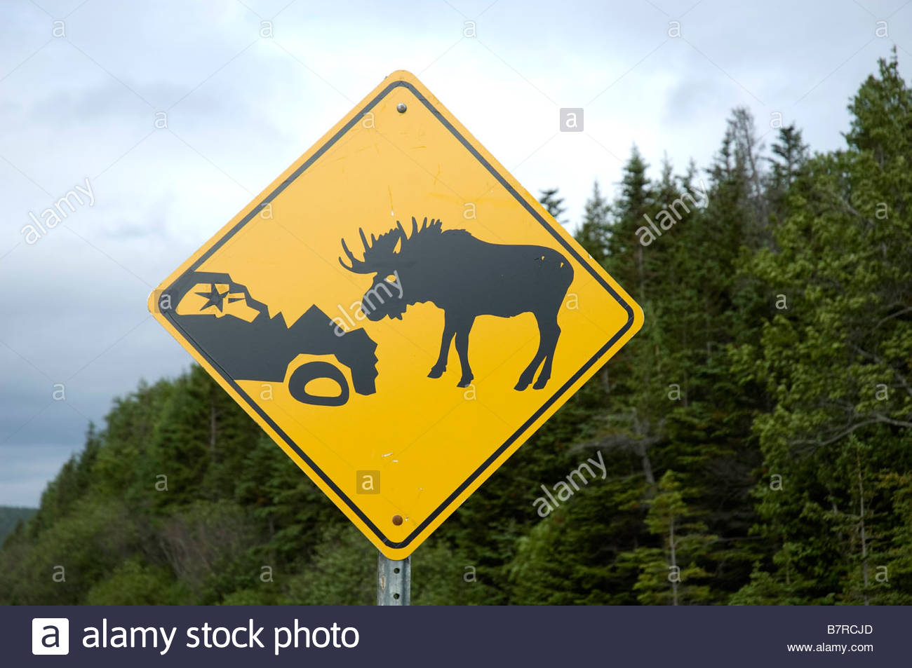 Moose Newfoundland High Resolution Stock Photography and Images - Alamy
