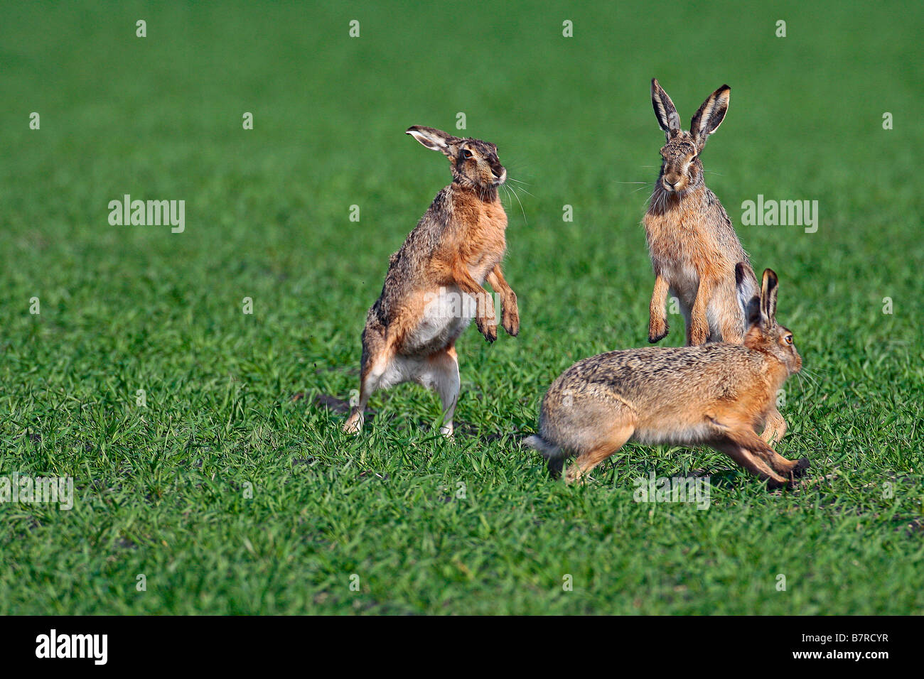 Jumping hare on grass hi-res stock photography and images - Alamy